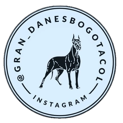 Gran danés Bogota